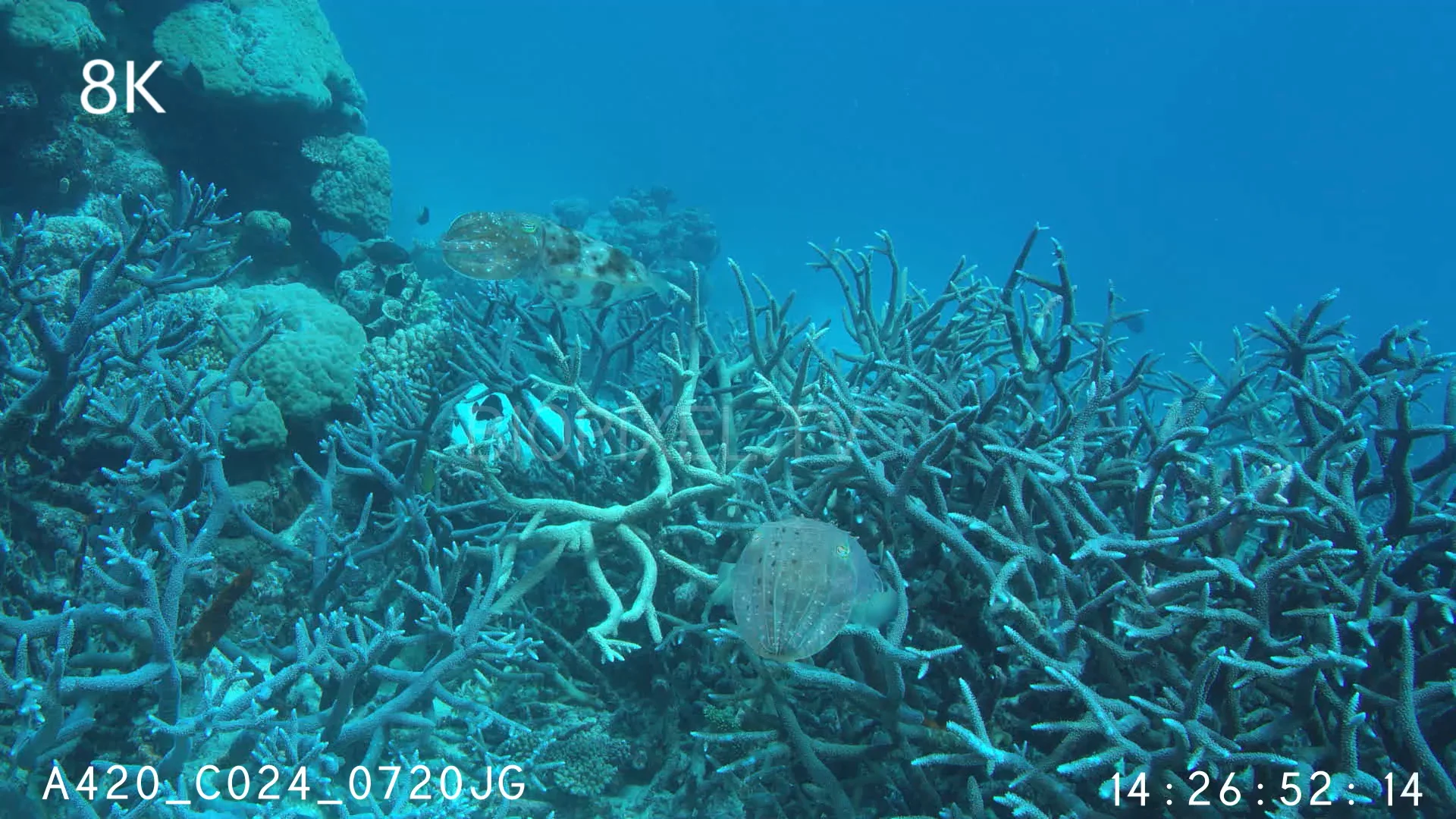 Cuttlefish - Pair of reef cuttlefish 8K on Vimeo