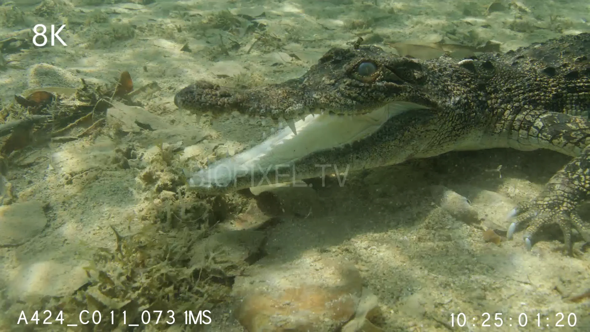 Filming - Juvenile saltwater crocodile underwater biting lens 8K on Vimeo