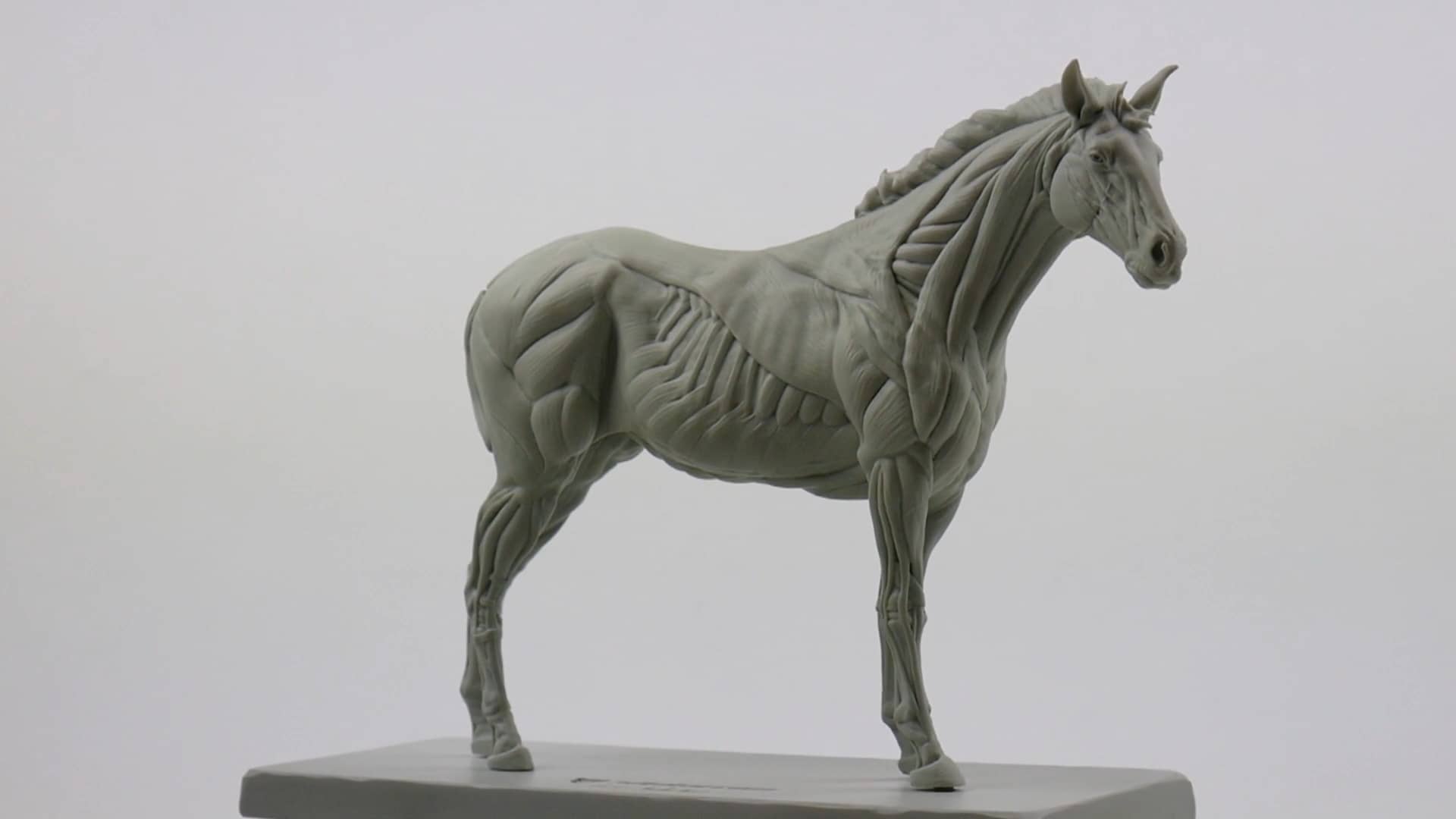 Rotating_animal_Equine on Vimeo