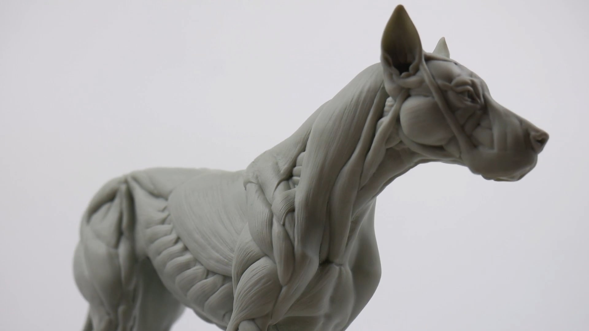 Rotating_animal_Canine on Vimeo