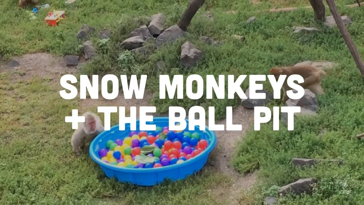 Monkey Ball Pit on Vimeo