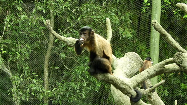 Más de 6 vídeos en HD y 4K gratis de Simios y Primates - Pixabay