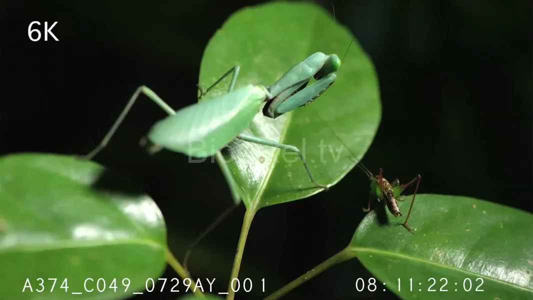 Rainforest - Praying Mantis predating on grasshopper kill shots 6K on Vimeo