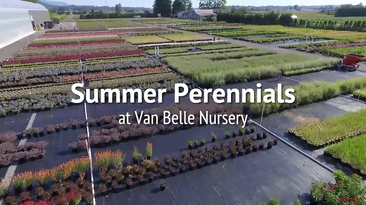 Summer Perennials at Van Belle Nursery on Vimeo