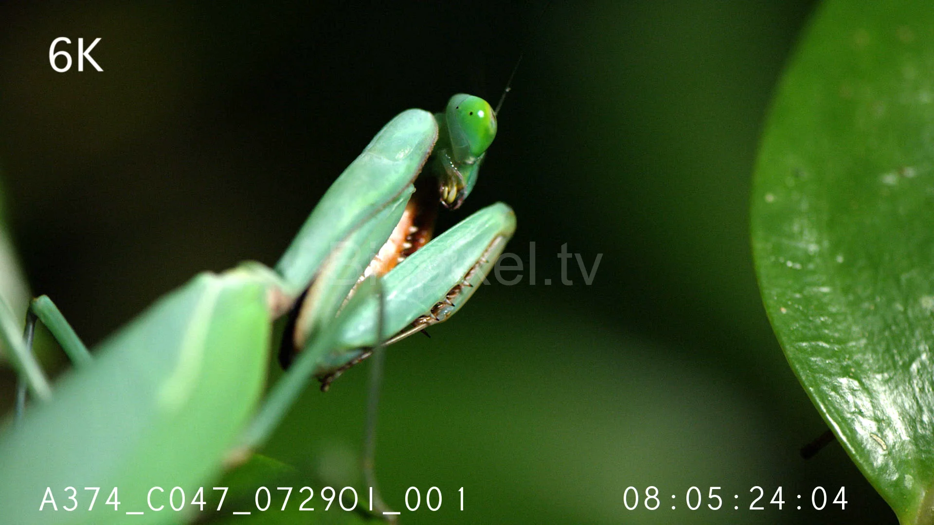 Rainforest - Praying Mantis 1 6K on Vimeo