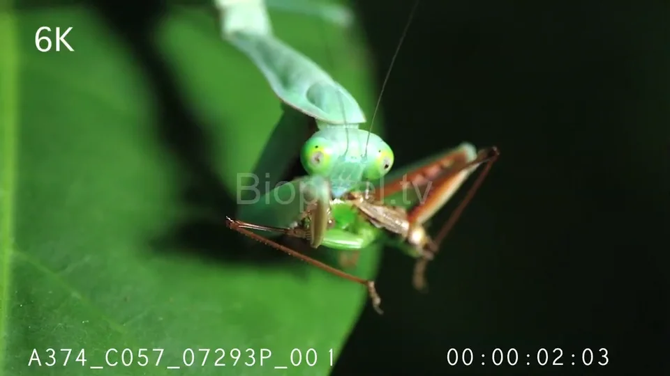 Rainforest - Praying mantis feeding on grasshopper 6K on Vimeo