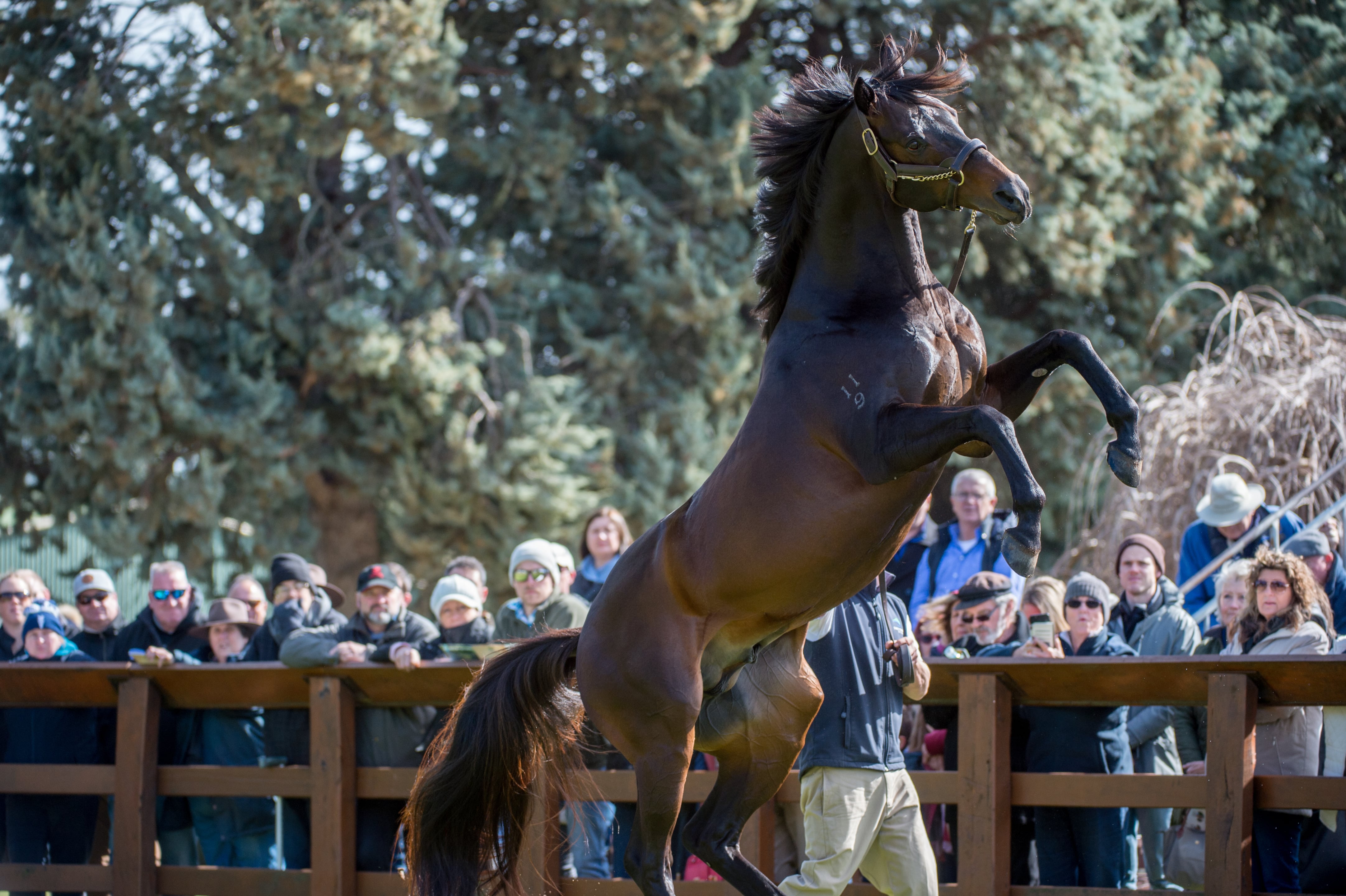 Swettenham Stud Stallion Parade 2018 on Vimeo