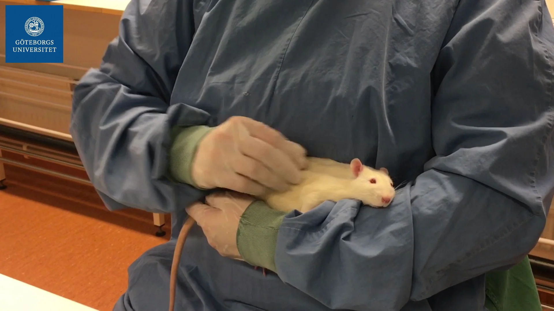 Rat i.p. injection (method 2)