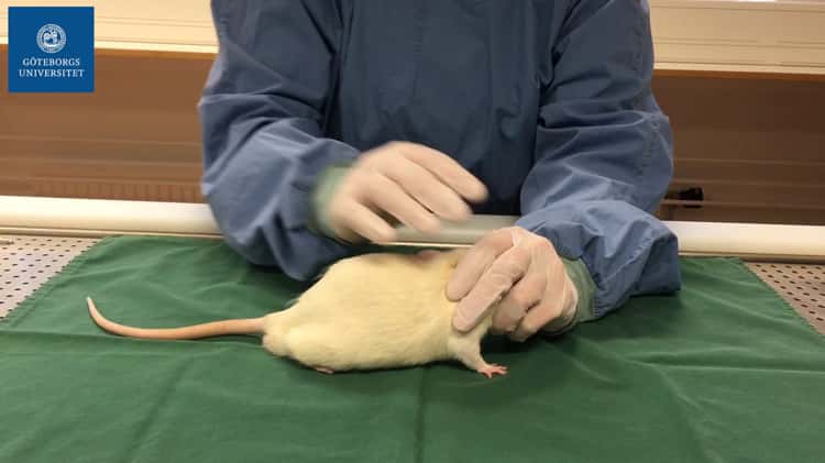 Lab Mice Injection