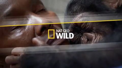 Chimp School - US trailer on Vimeo