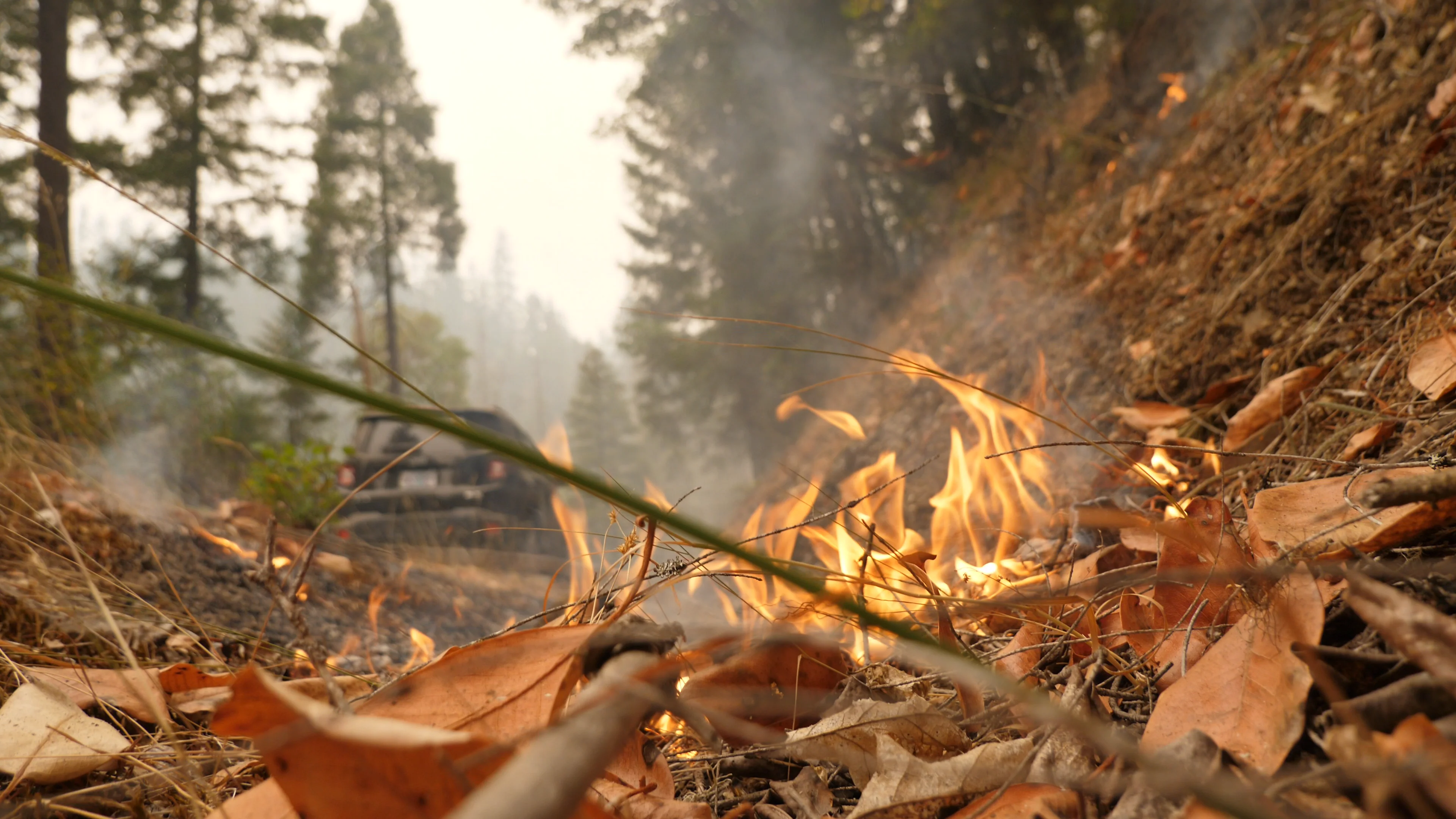 A close up of fire advancing in the ditch on Vimeo