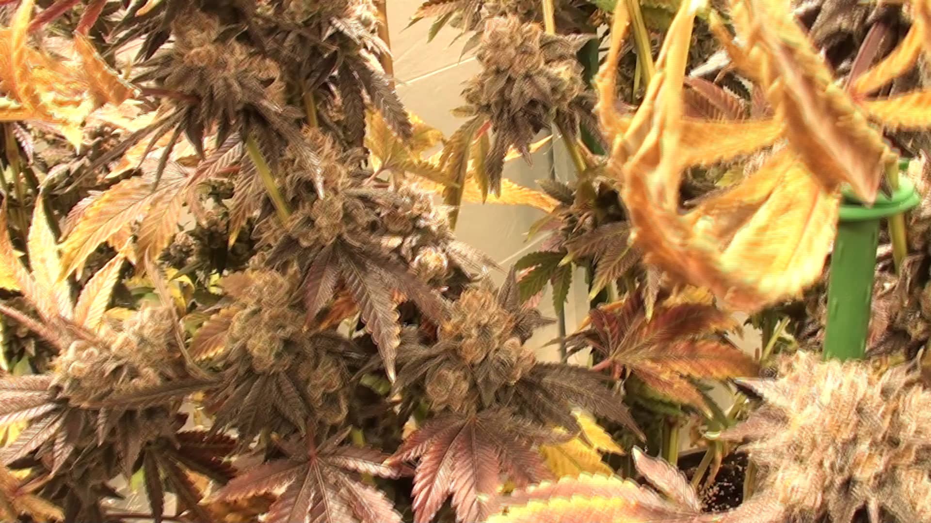Scroopy Noopers Day 65 Flowering on Vimeo