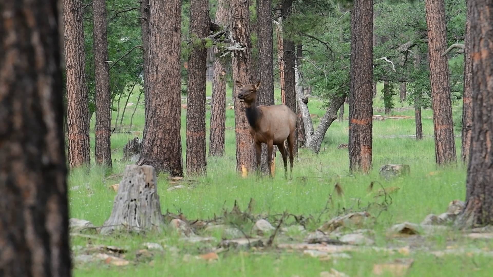 Female Elk calling to other females in the area on Vimeo