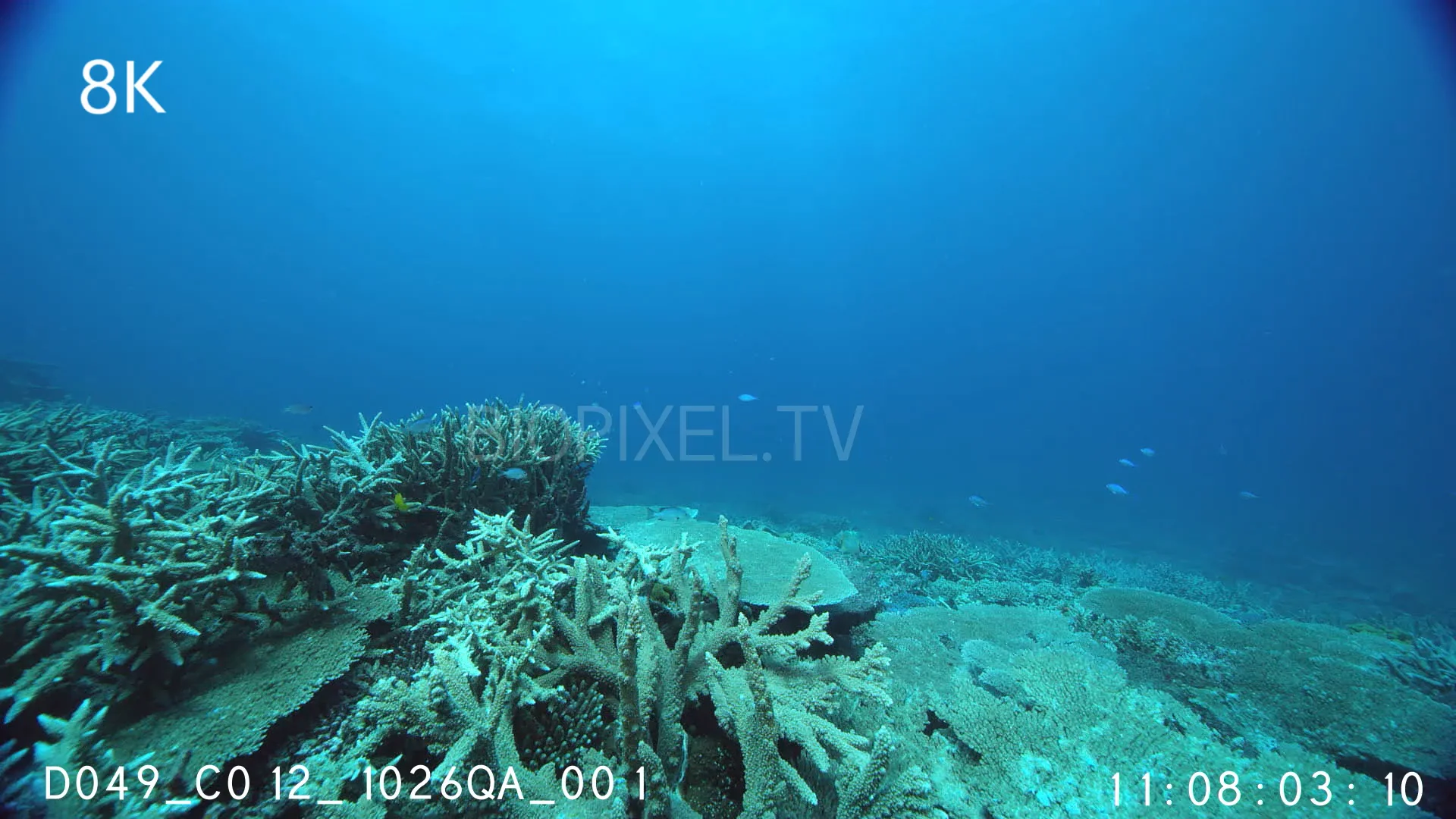 Coral Reefs - Super wide angle swim over Coral Gardens 8K on Vimeo