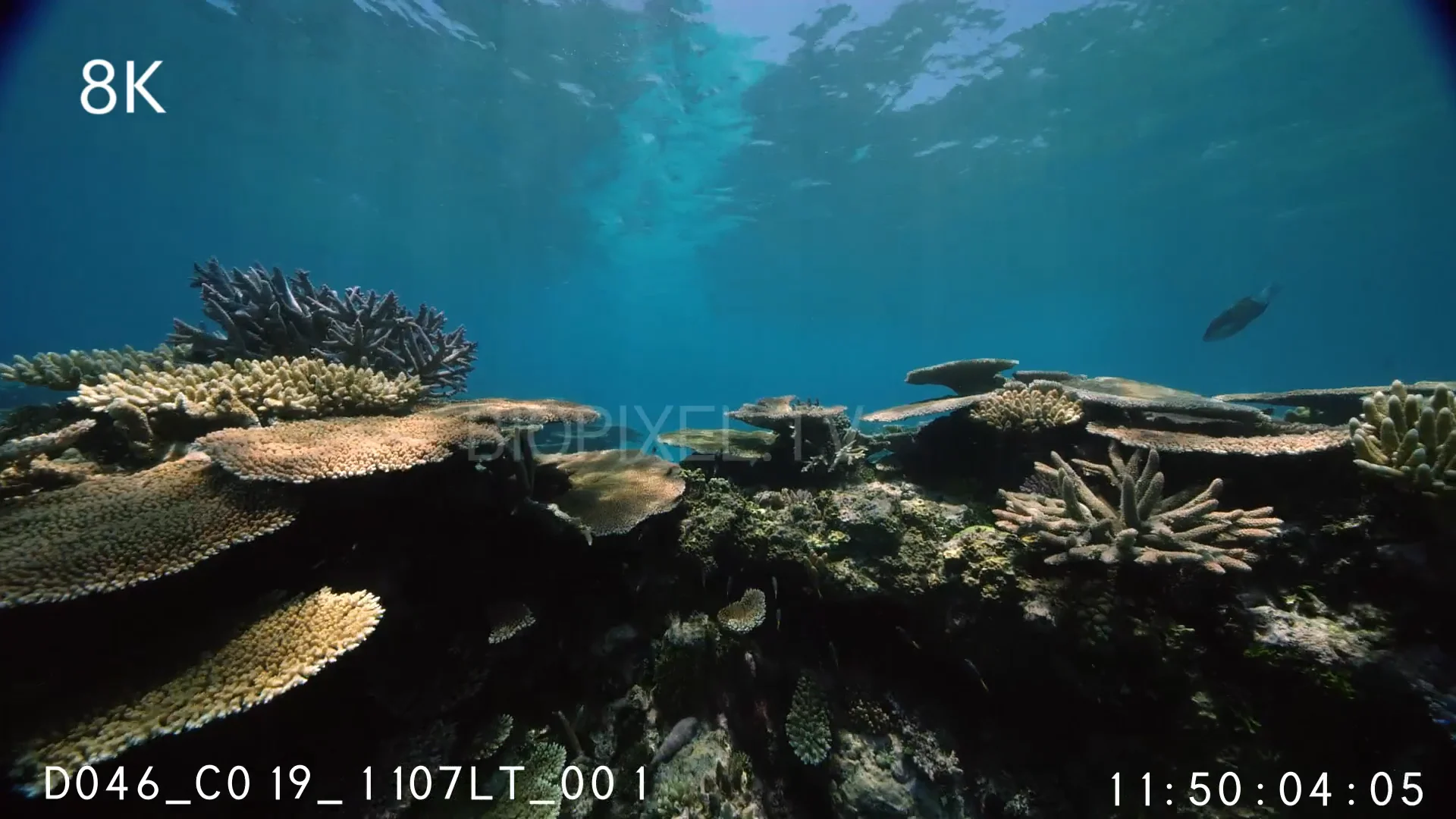4K Coral Gardens - Plate corals swim overs 8K on Vimeo