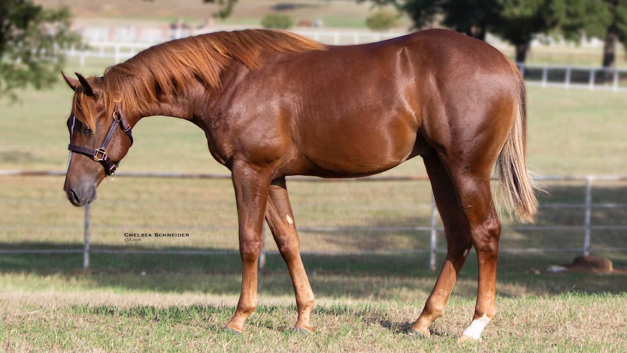 Toyon Ranch Legacy Breeders Sale - Stopping In Jersey on Vimeo