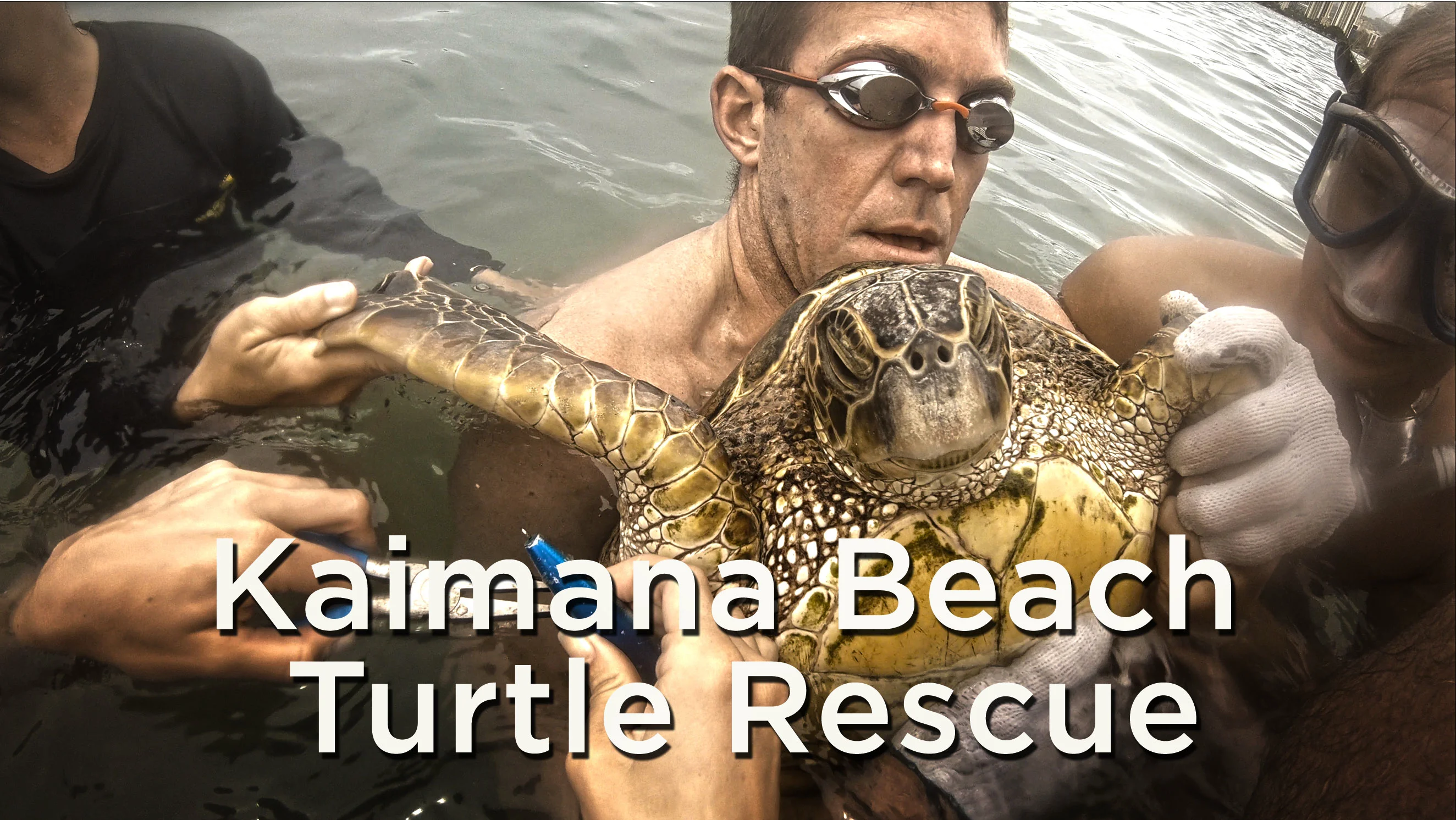 Kaimana Turtle Rescue on Vimeo