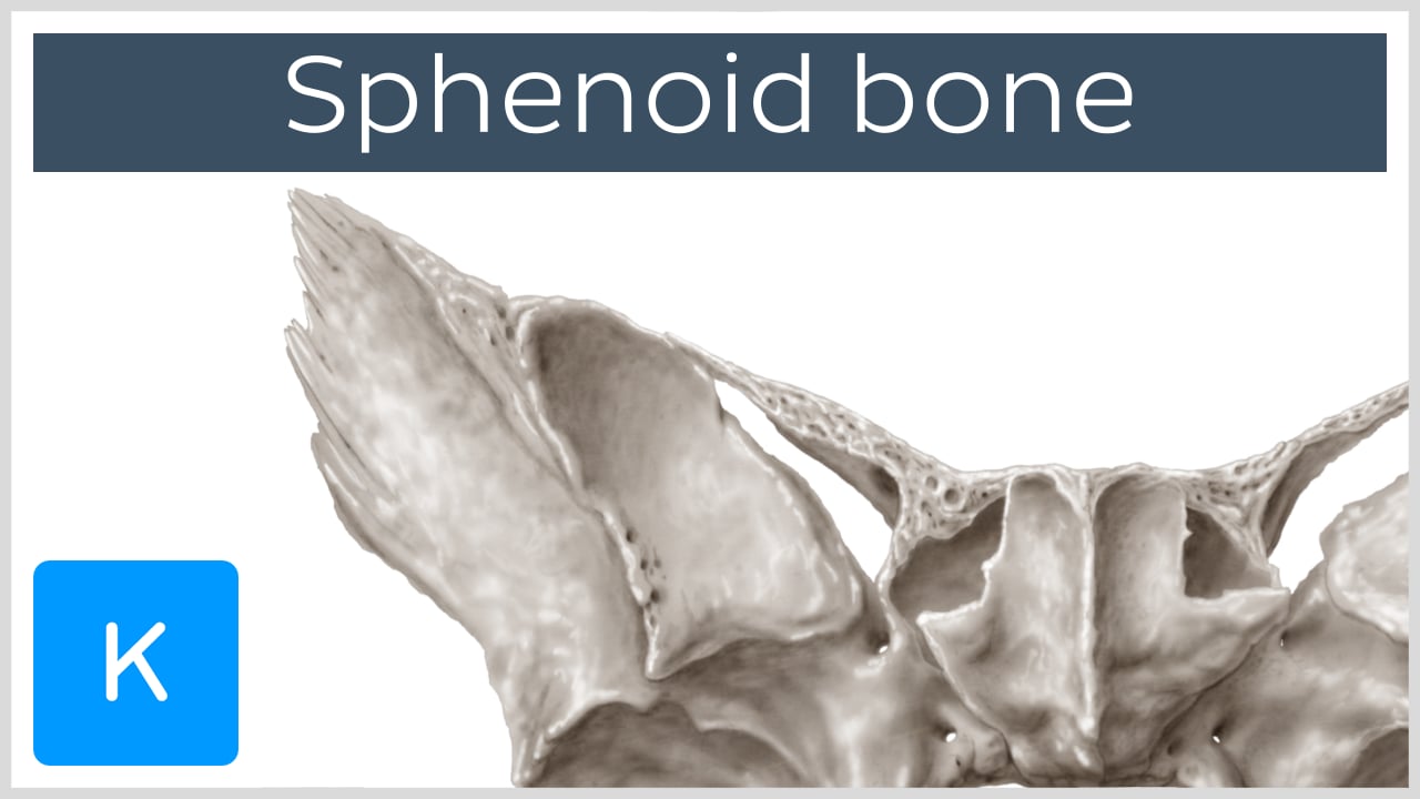 Sphenoid Bone Anatomy
