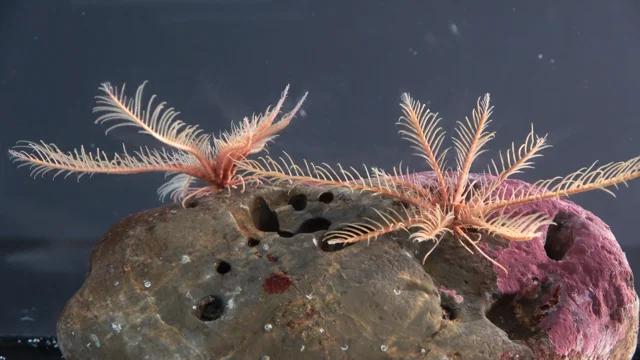 Prehistoric Echinoderms