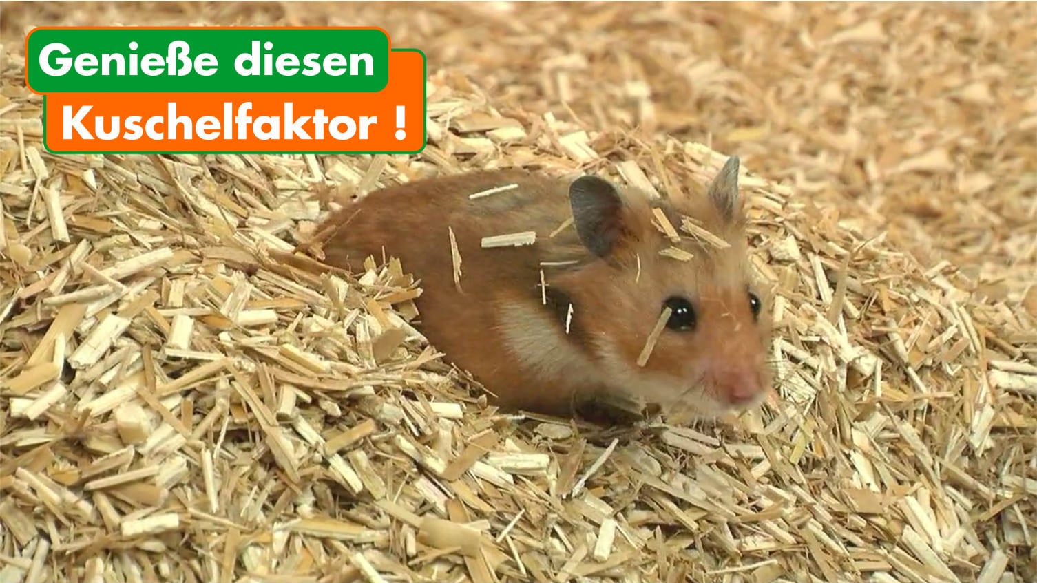 ZooDi® Bio-Miscanthus on Vimeo