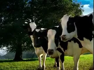California Cheese 'Happy Cow New Girl'