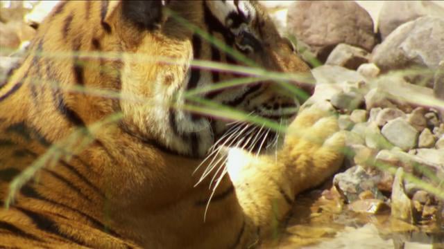 James Levelle | Series Director (self-shooting PD) | The Talent Manager