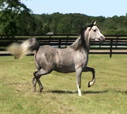 More More More ~ (A Temptation x Miz Baske VA, by Baske Afire) on Vimeo
