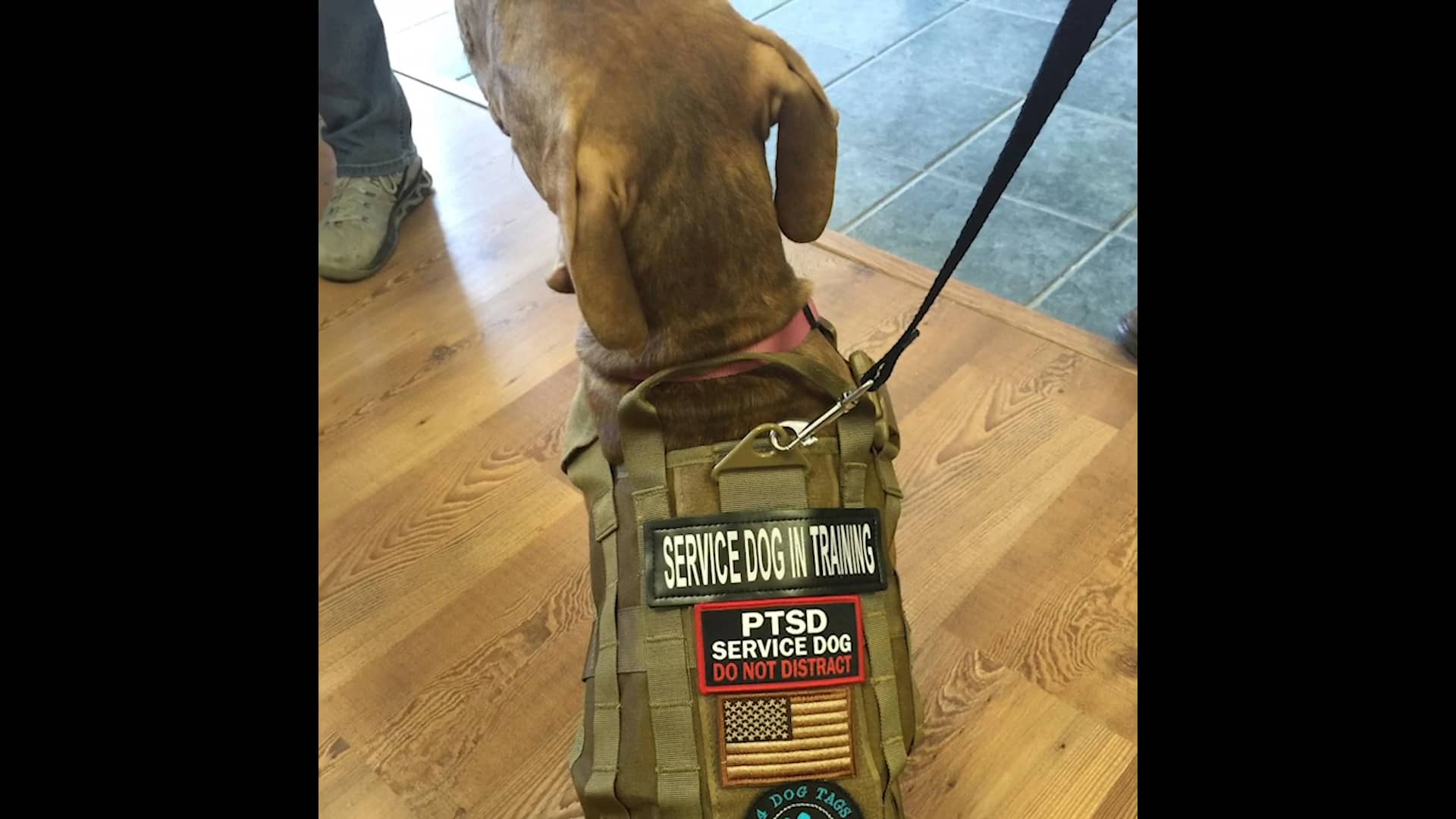 K9S 4 DOGTAGS on Vimeo