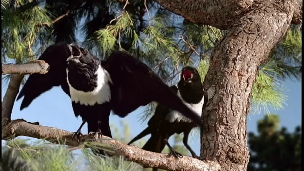 Windex head games on Vimeo