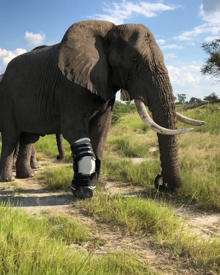 Jabu the African elephant with leg brace on Vimeo
