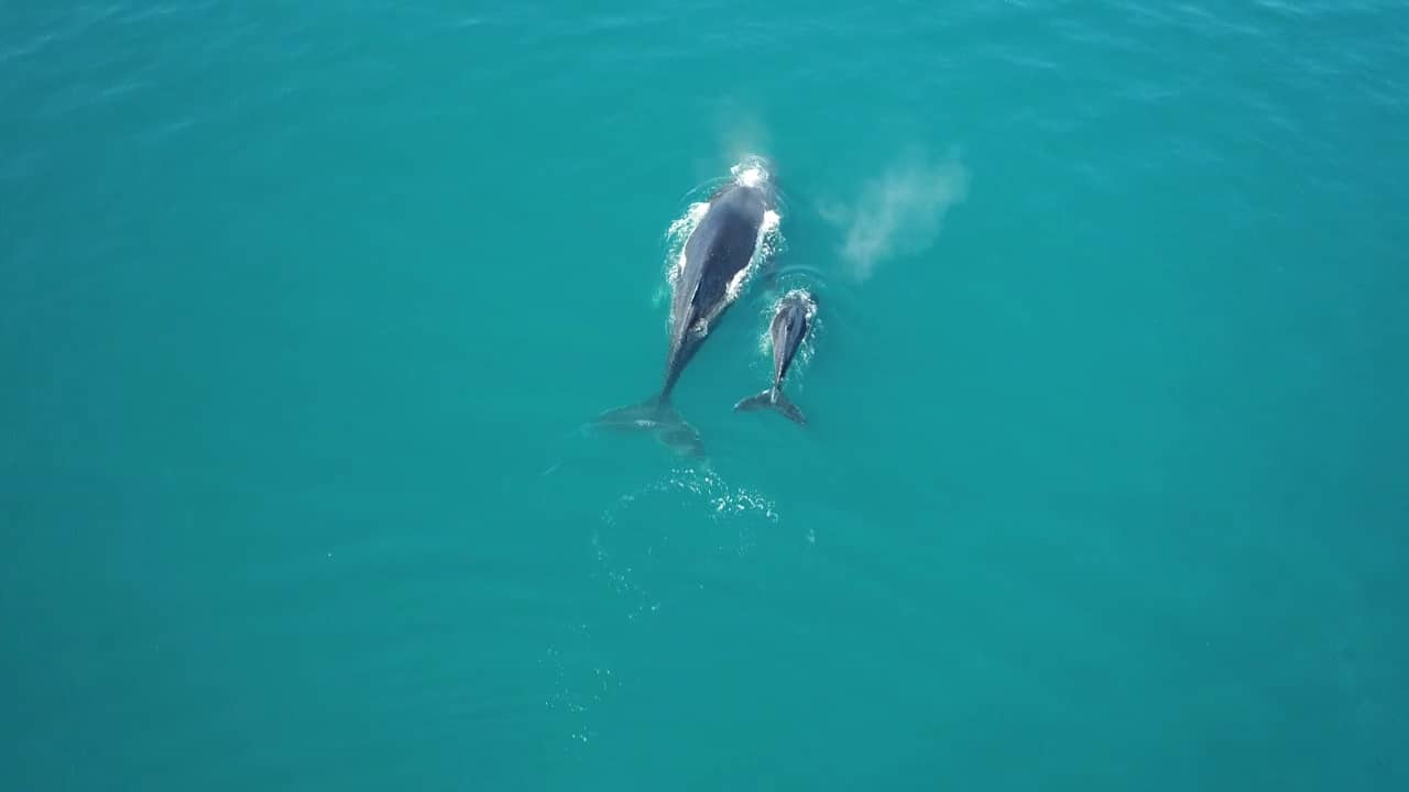 Whales off Harry Atkinson's Artificial Reef - Moreton Bay on Vimeo