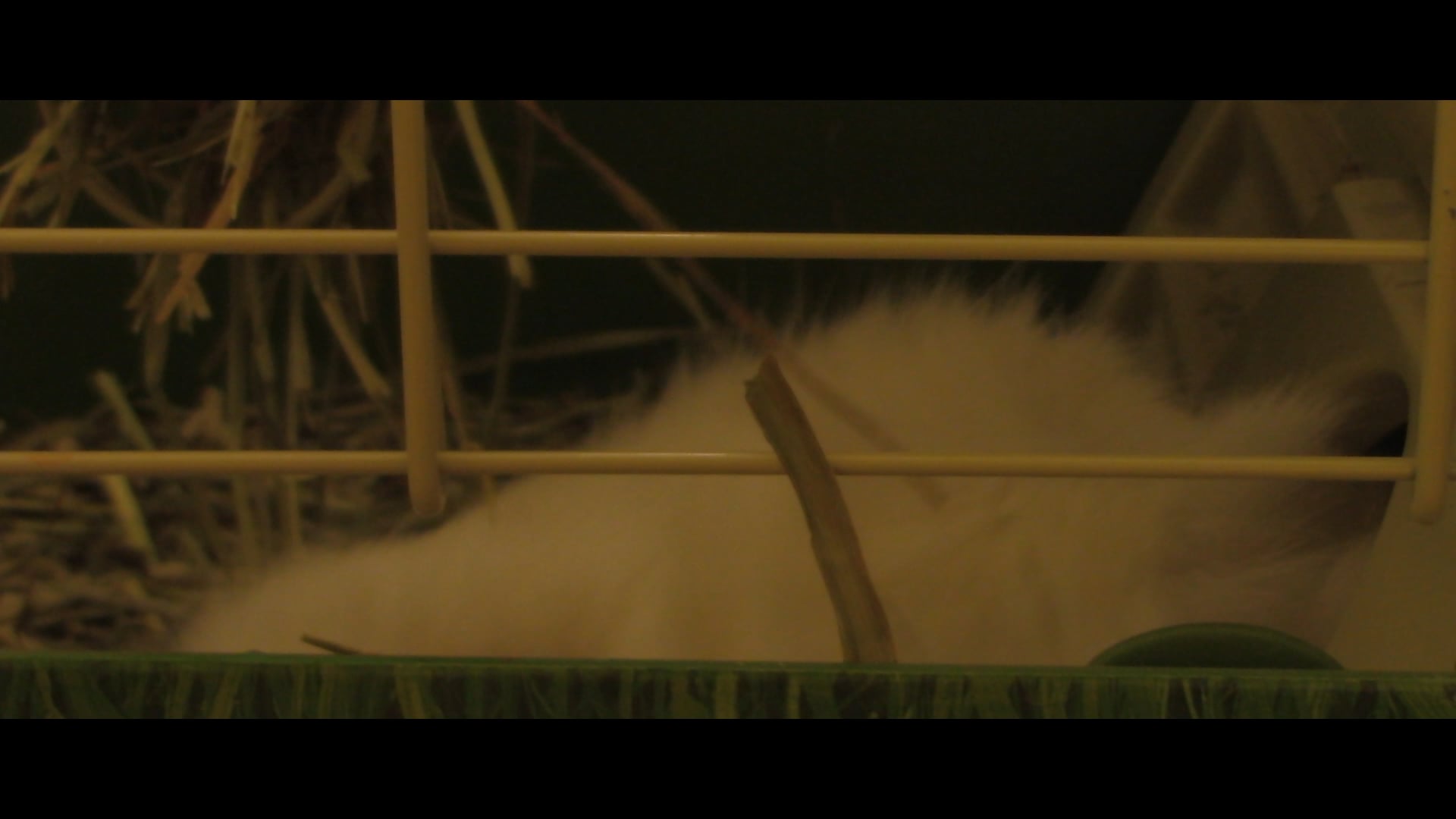 2. Telephoto (Rachel Giffin) on Vimeo