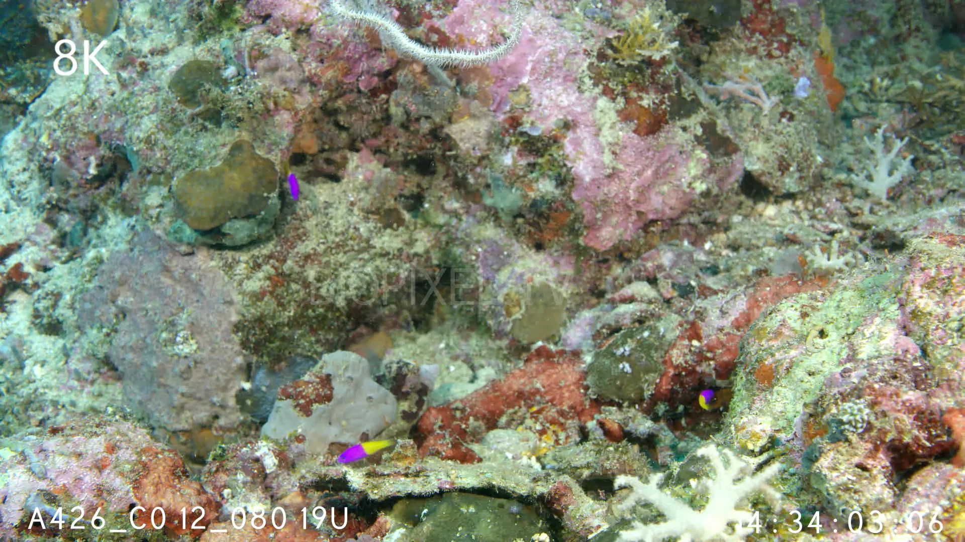 4K Fish School - Purple and yellow gamma fish 8K on Vimeo