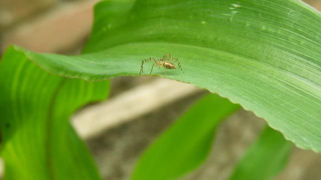 Leaf, Insect, Spider. Free Stock Video - Pixabay