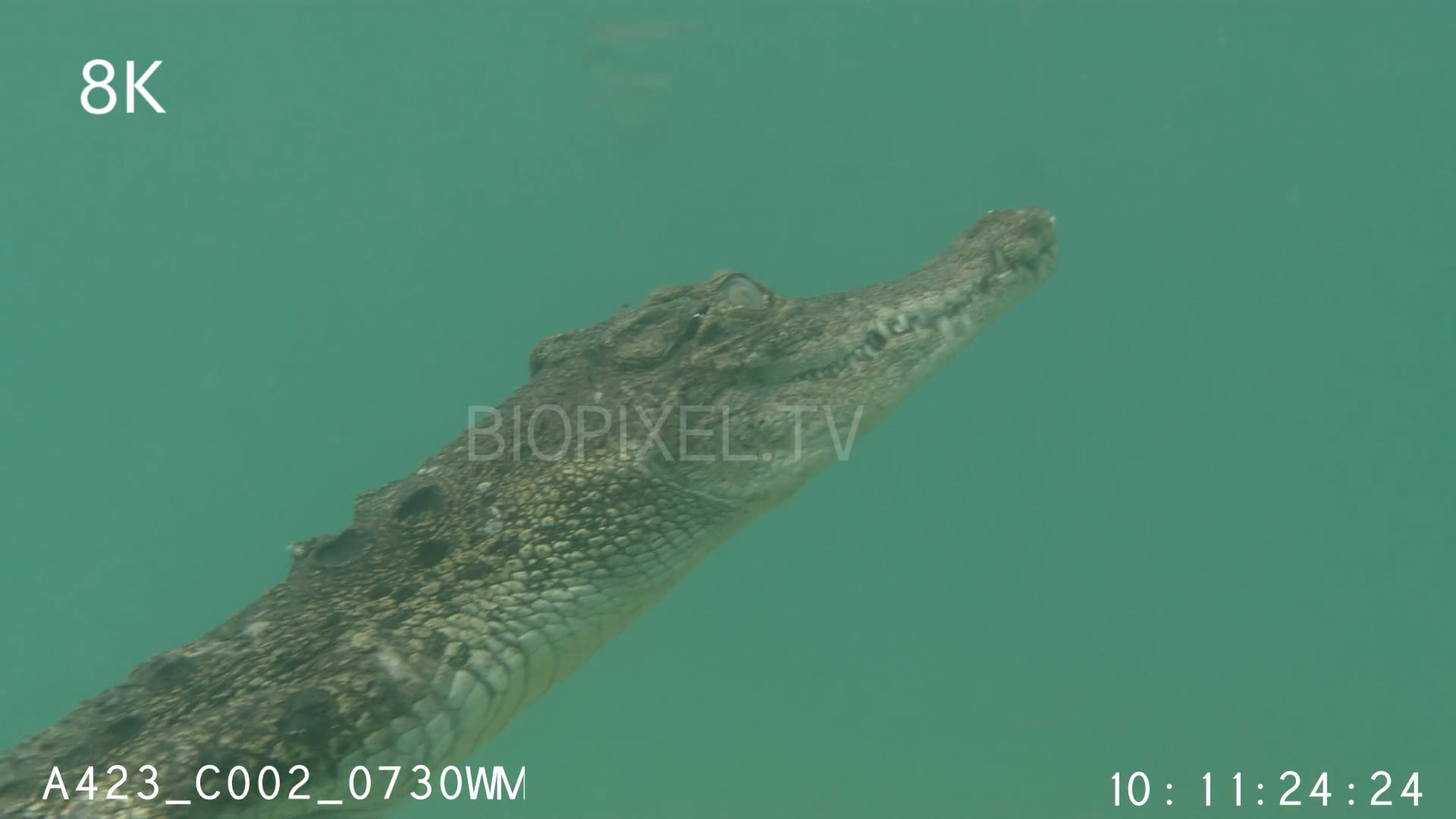 Crocodile - Juvenile saltwater crocodile underwater then surfaces in ...