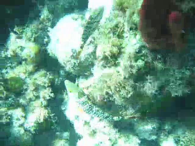 Athol Island Snorkeling on Vimeo