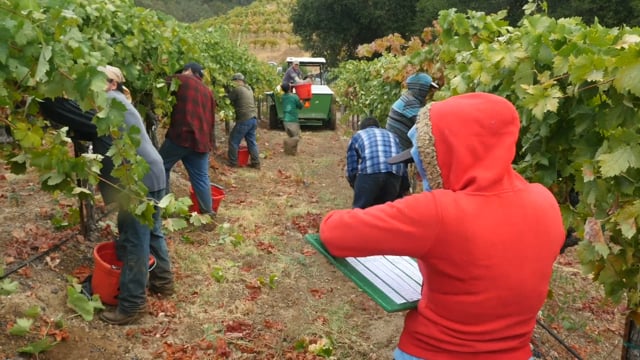 GuildSomm International