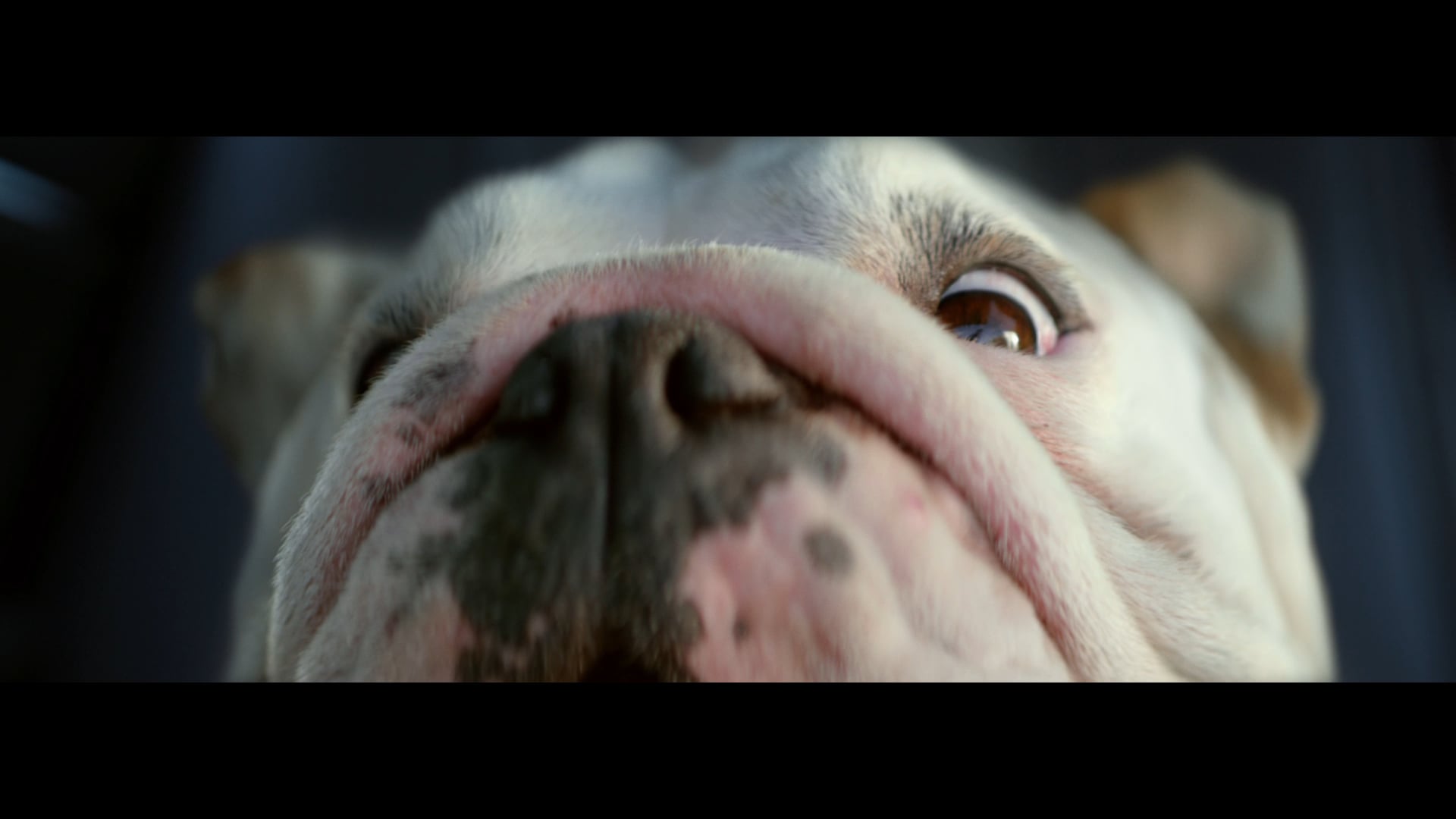 Toyota Hybrid - Dog Torque on Vimeo