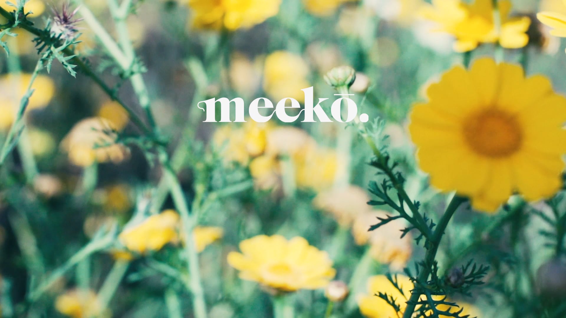 Meeko Logo Cover Video on Vimeo