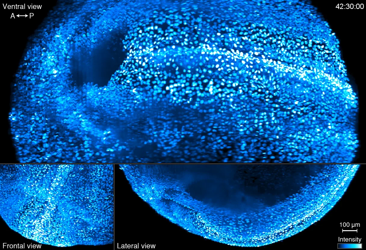 Mouse Gastrulation