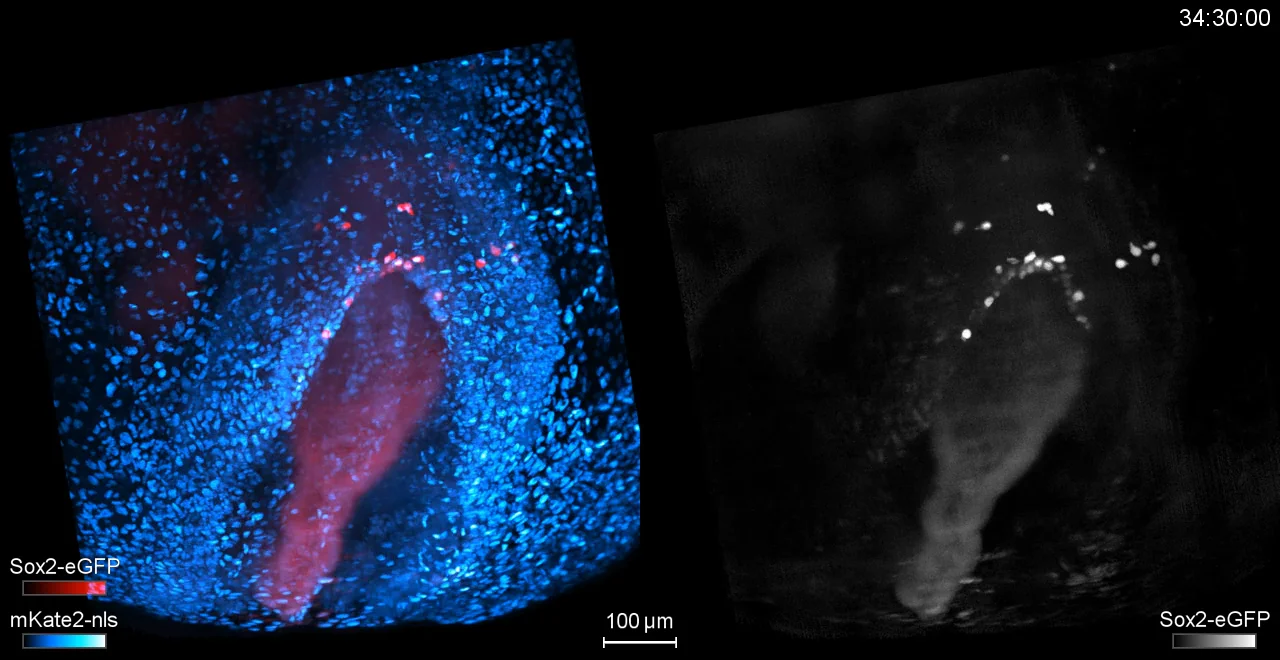 Movie S9 | Primordial germ cell migration during mouse embryonic ...