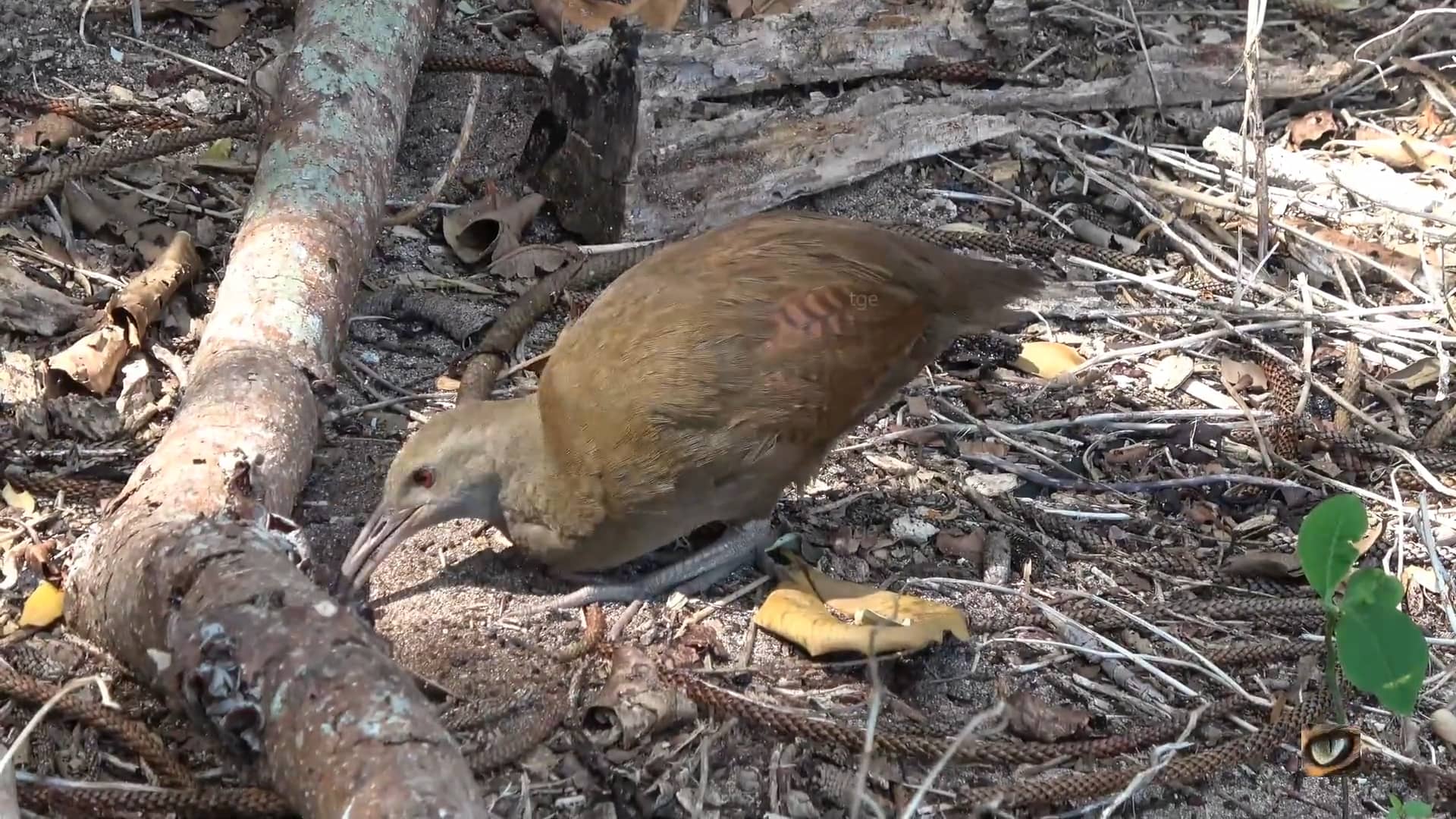 Lord Howe Woodhen (Gallirallus sylvestris, Raillidae: Crakes and Rails ...