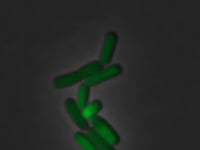 The Elowitz Lab at Caltech