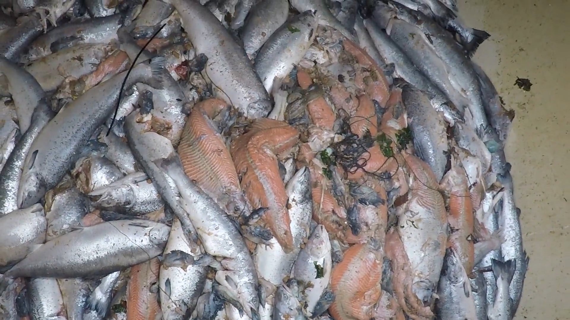 WARNING: Dirty Rotten RSPCA Assured Scottish Salmon: "Not for Animal ...