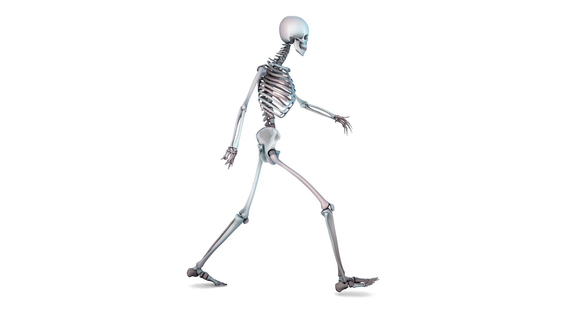 Skeleton walk cycle on Vimeo