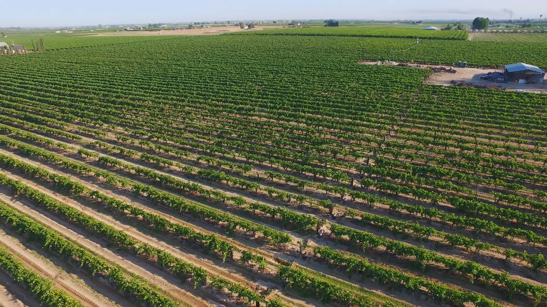 Growing And Harvesting The California Raisin