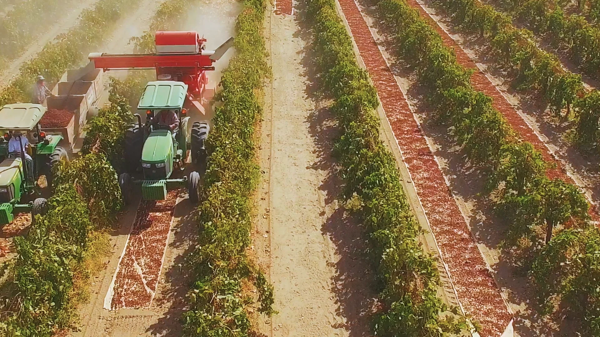 California Raisins - The Life Of A Raisin Farmer on Vimeo