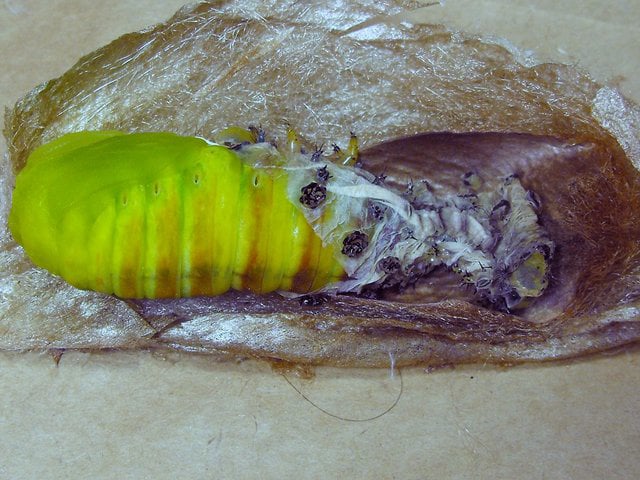 Natural Metamorphosis: Butterfly And Moth Life Cycle transformations on ...