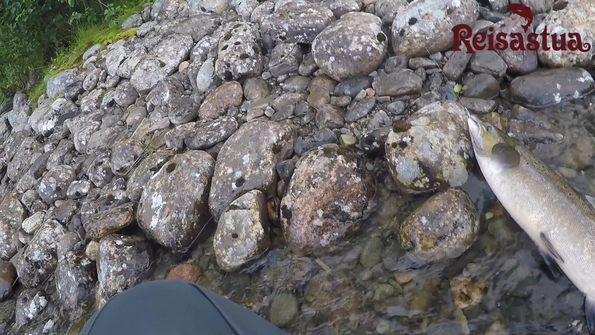 2018 Roar Olsen 3.5kg 1 on Vimeo