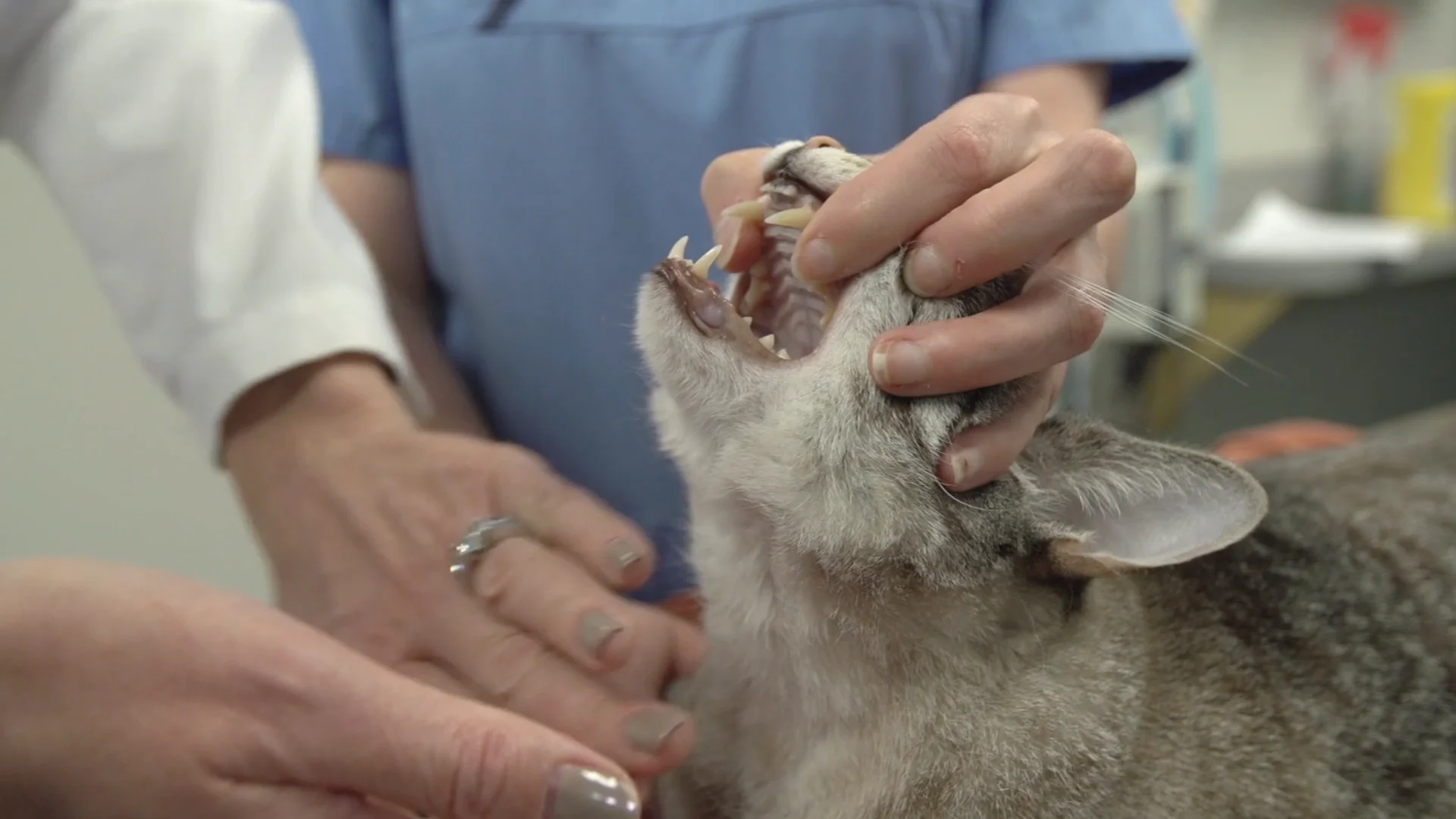 This is an excerpt from the Feline Tracheal Intubation course on Vimeo